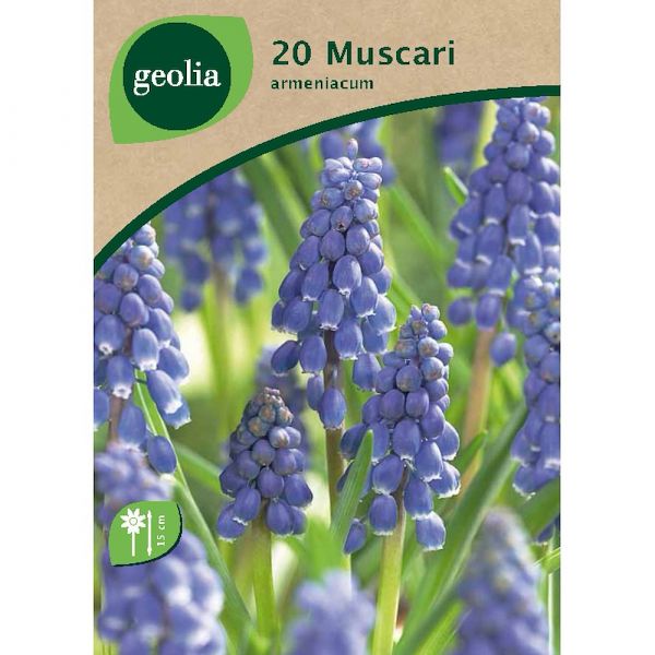 Geolia Semente Armeniacum Azul 20UNIDADES | Kuantokusta